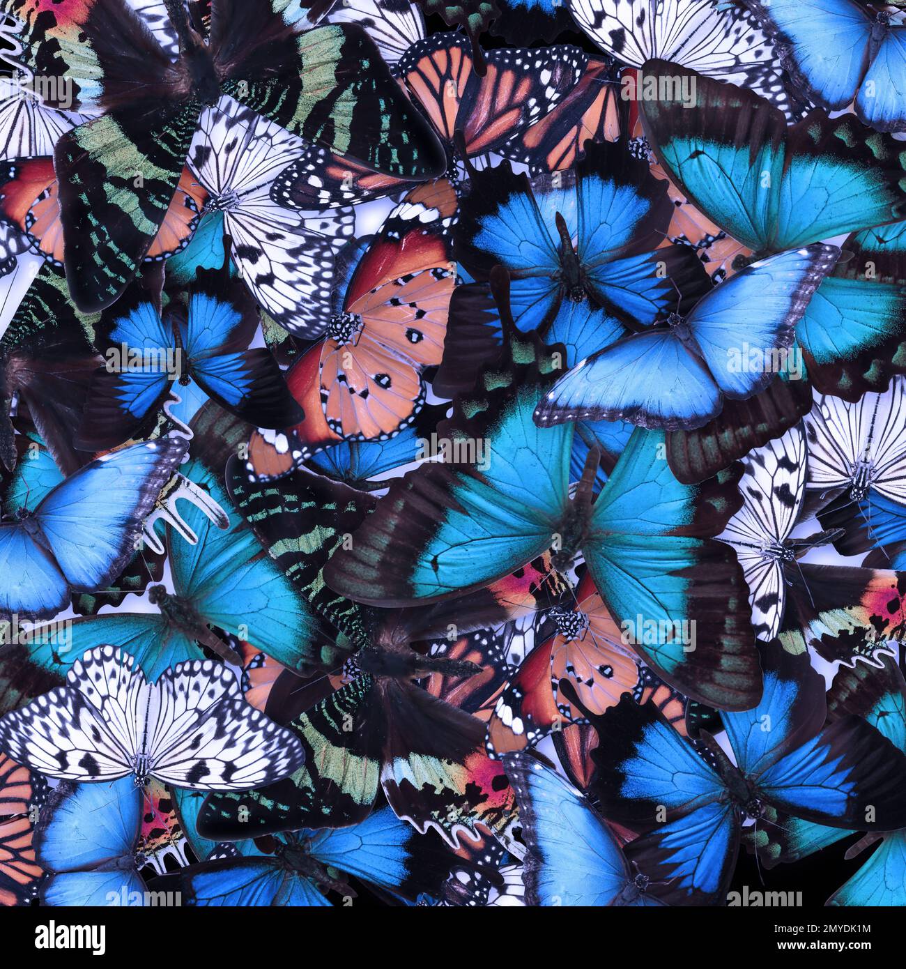 Ulysses butterflies hi-res stock photography and images - Alamy