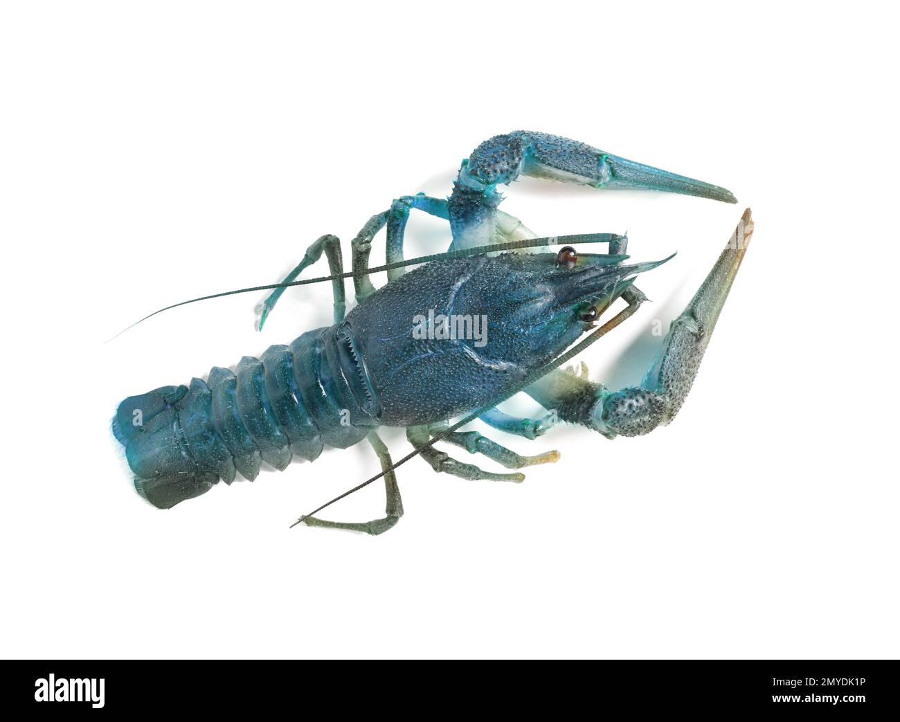 Blue crayfish isolated on white, top view. Freshwater crustacean Stock ...