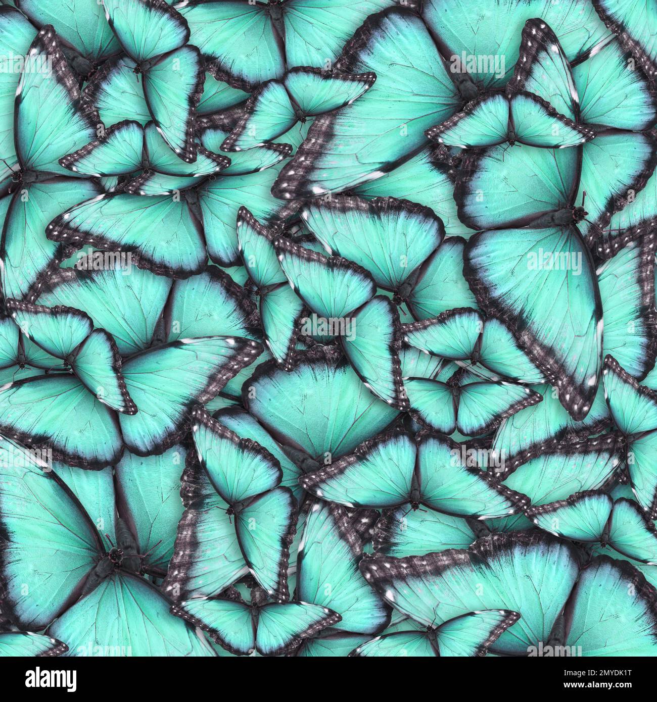 Bright butterflies hi-res stock photography and images - Alamy