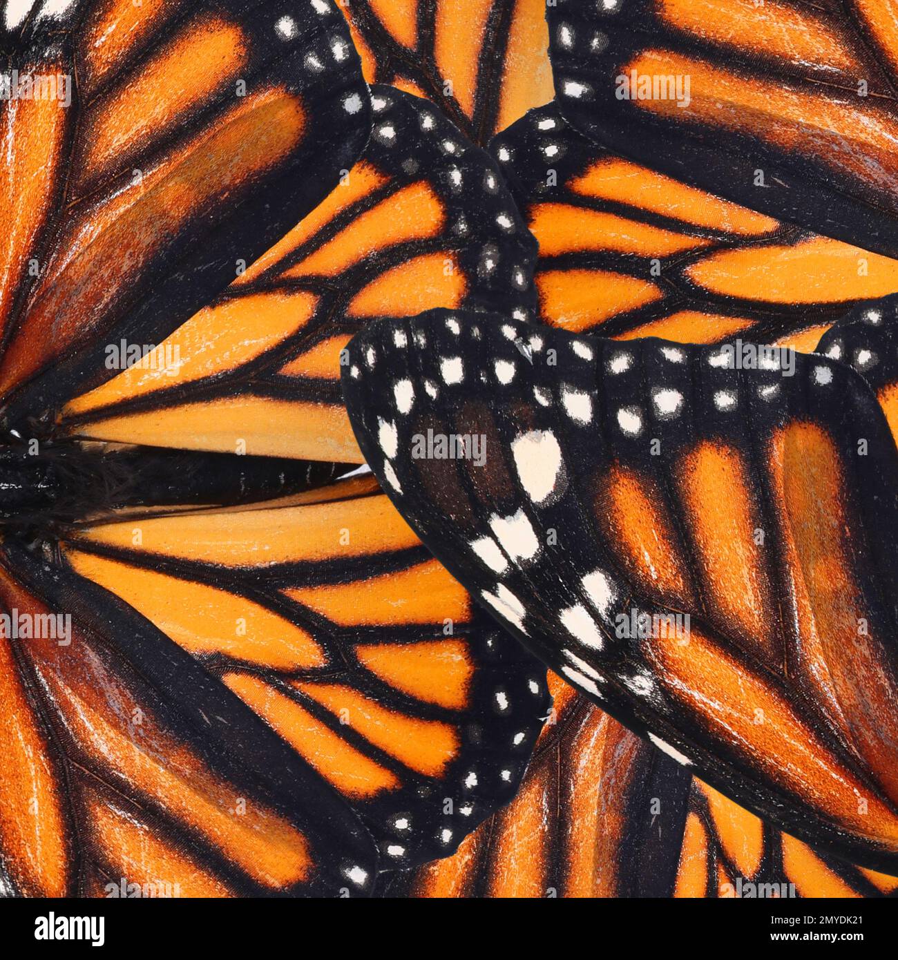 Beautiful monarch butterfly wings as background, closeup Stock Photo ...