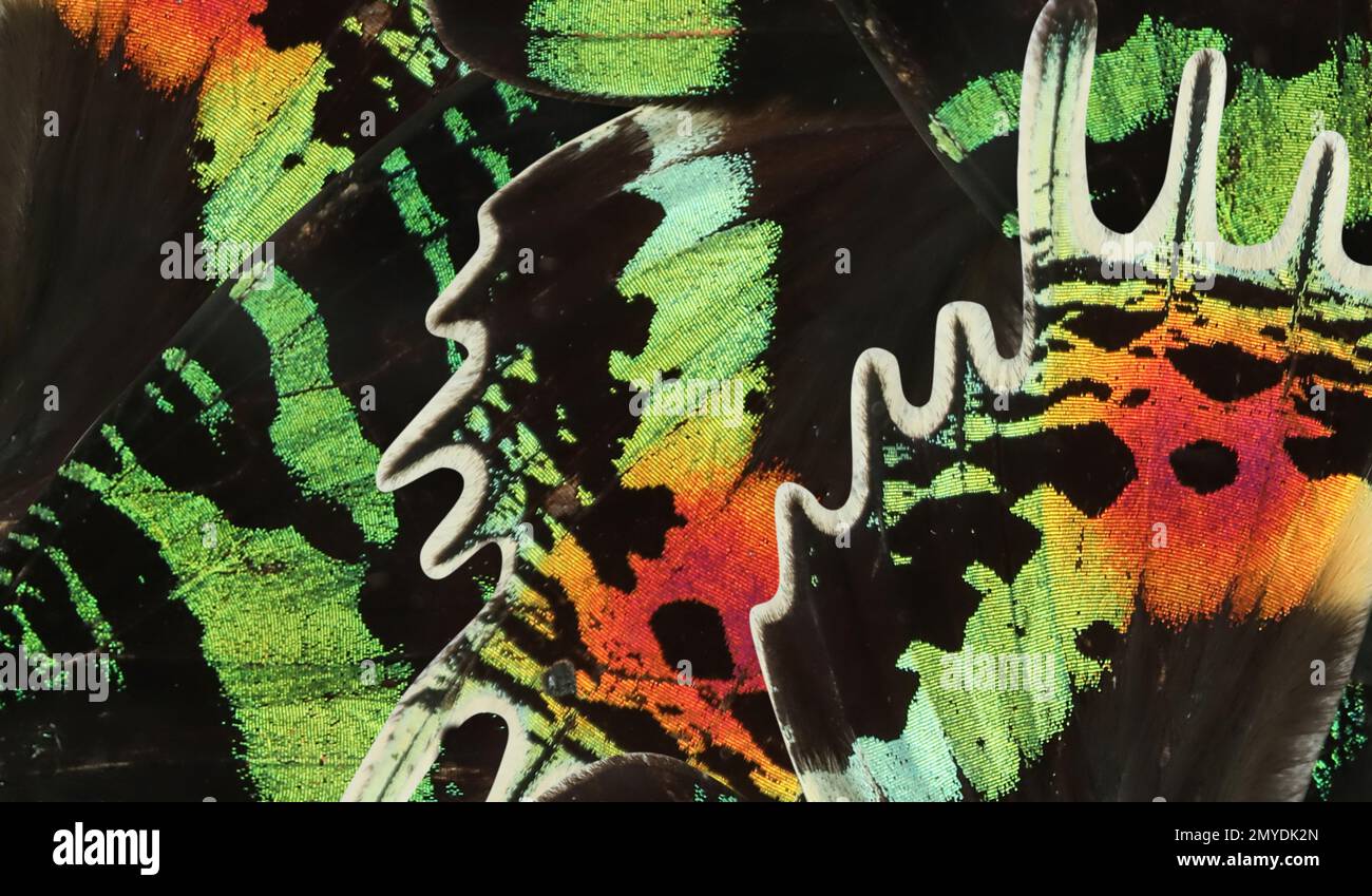 The madagascan sunset moth hi-res stock photography and images - Alamy