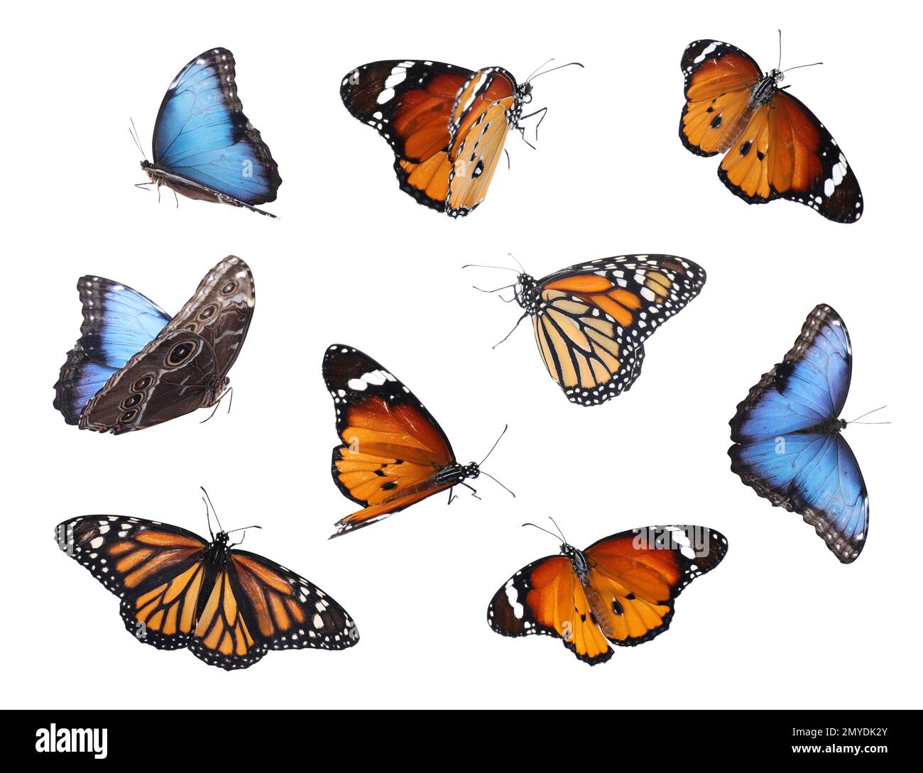 Amazing plain tiger, common morpho and monarch butterflies flying on ...