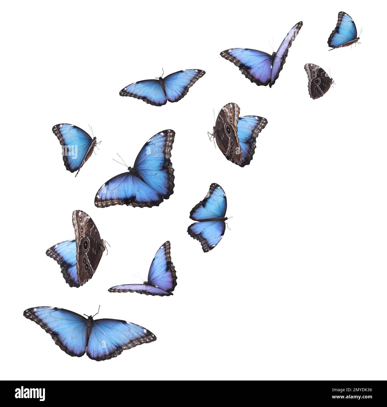 Amazing common morpho butterflies flying on white background Stock ...