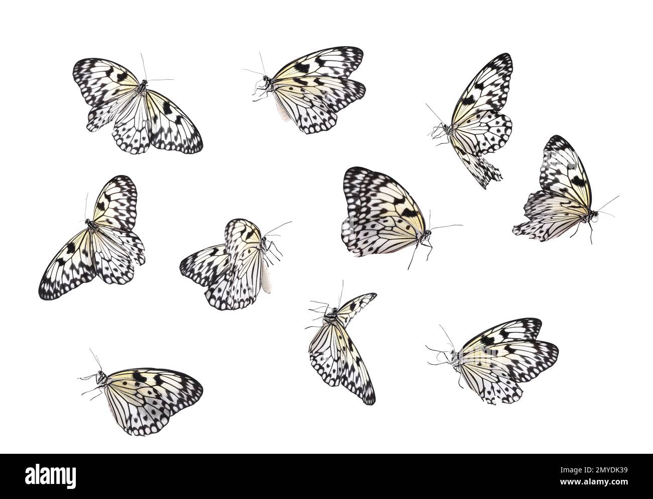 Amazing large tree nymph butterflies flying on white background Stock ...