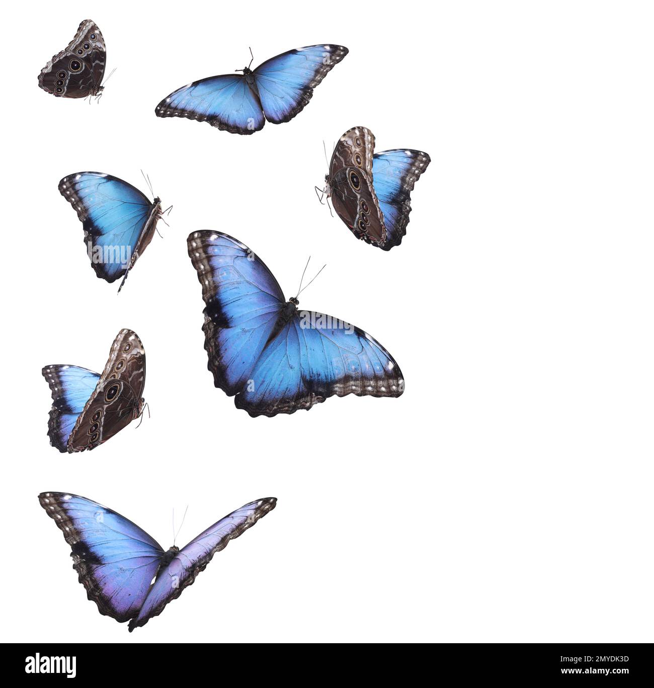 Amazing common morpho butterflies flying on white background Stock ...