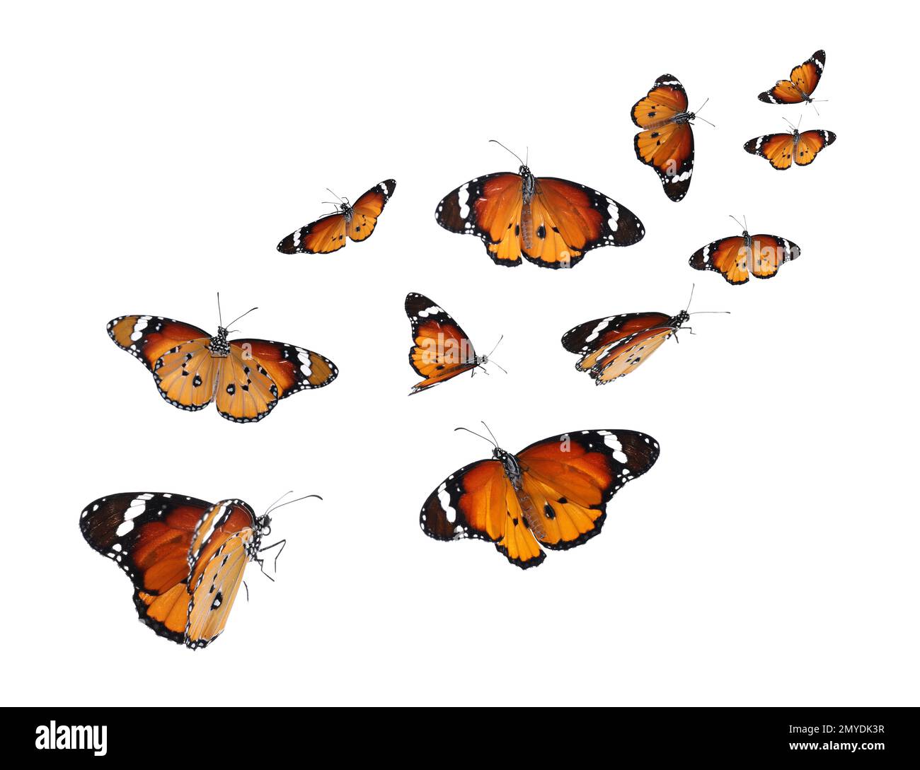 Amazing plain tiger butterflies flying on white background Stock Photo ...