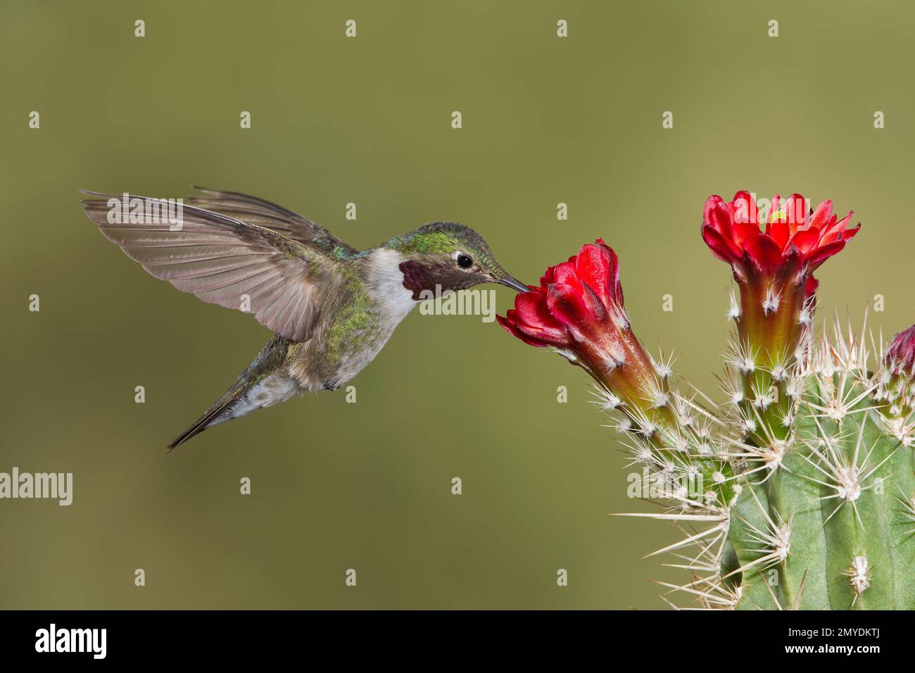 Broad-tailed Hummingbird male, Selasphorus platycercus, feeding at ...