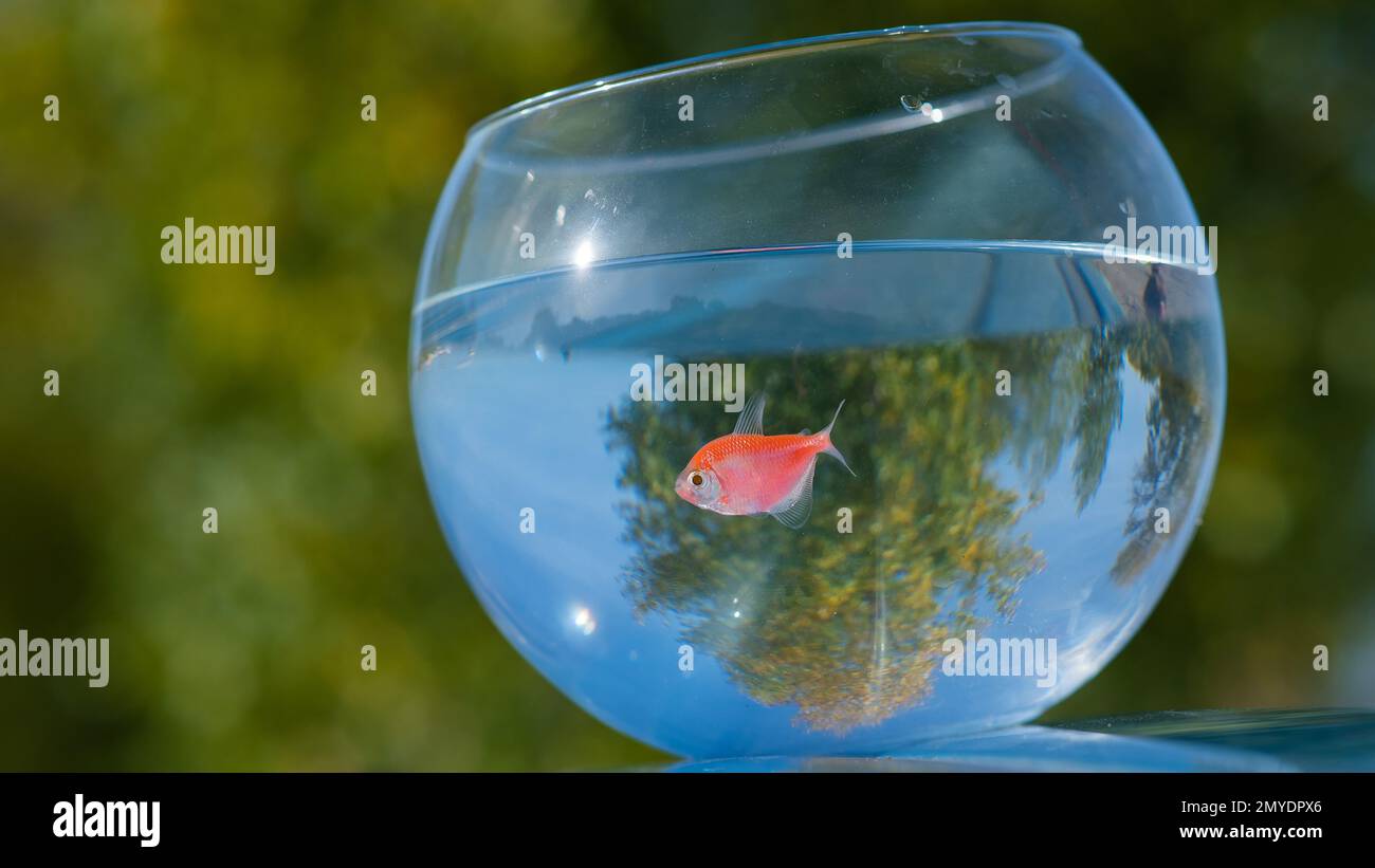 A goldfish swims in a round aquarium against a blue sky and green trees ...