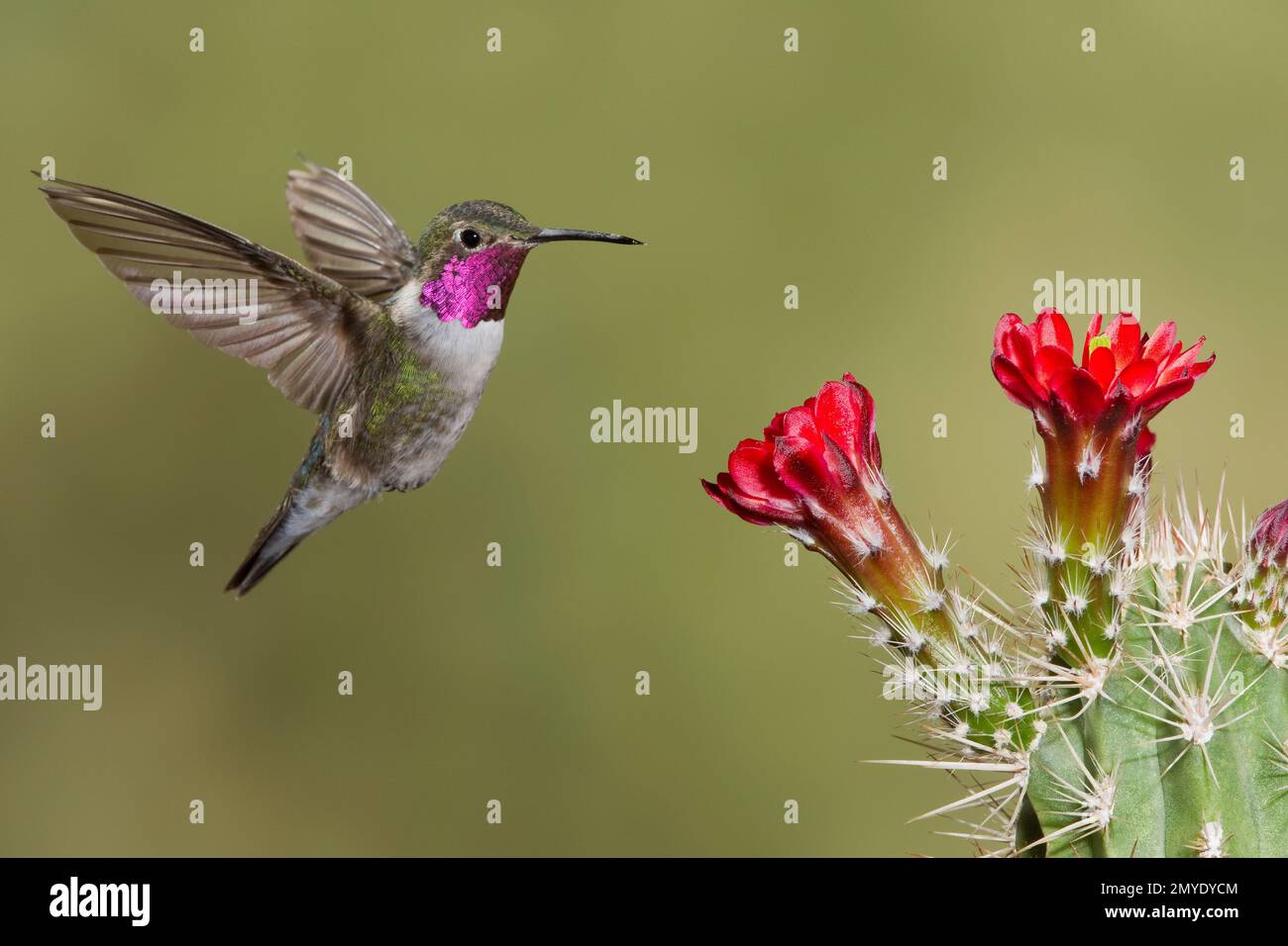 Broad-tailed Hummingbird male, Selasphorus platycercus, feeding at ...