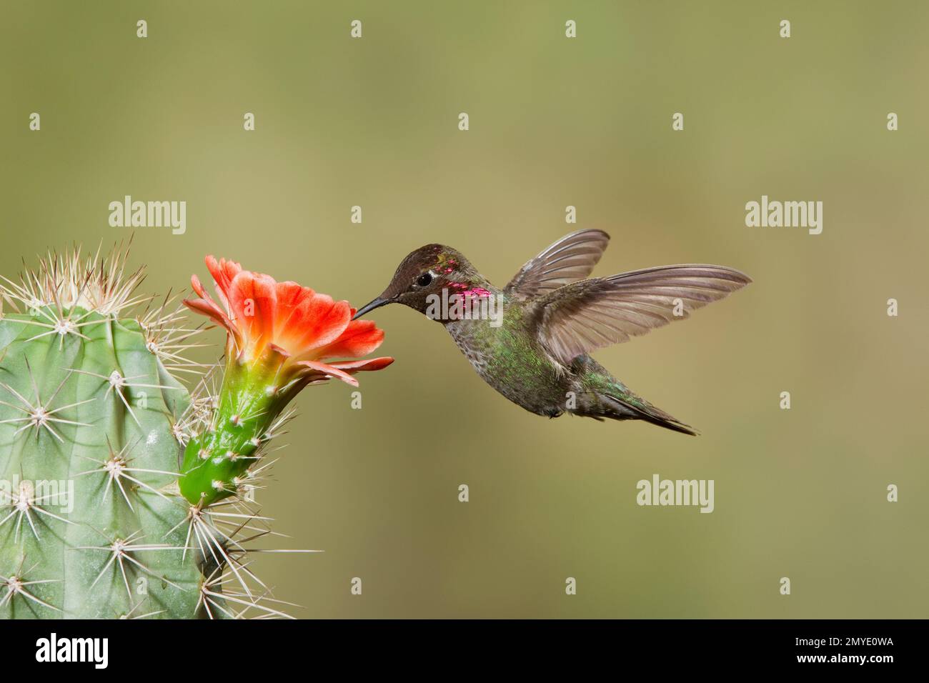 Anna's Hummingbird male, Calypte anna, feeding at cactus flower ...
