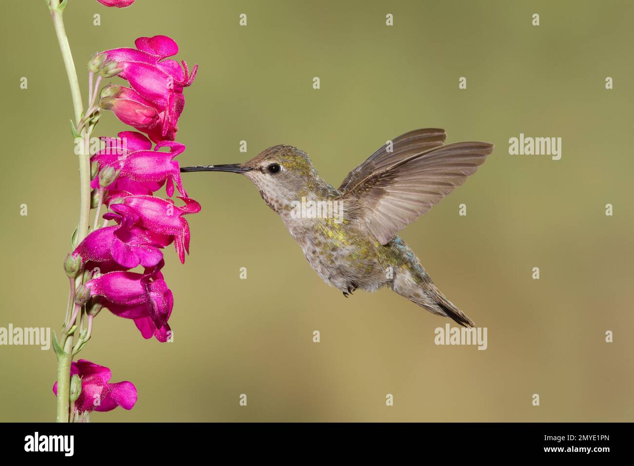 Anna's Hummingbird female, Calypte anna, feeding at Penstemon hybrid ...