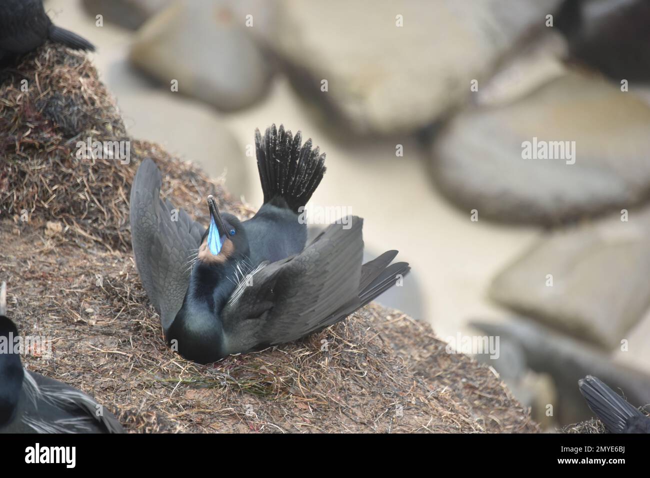La Jolla, CA. USA. 1/1/2023. La Jolla Cove. Home to California’s Brandt ...