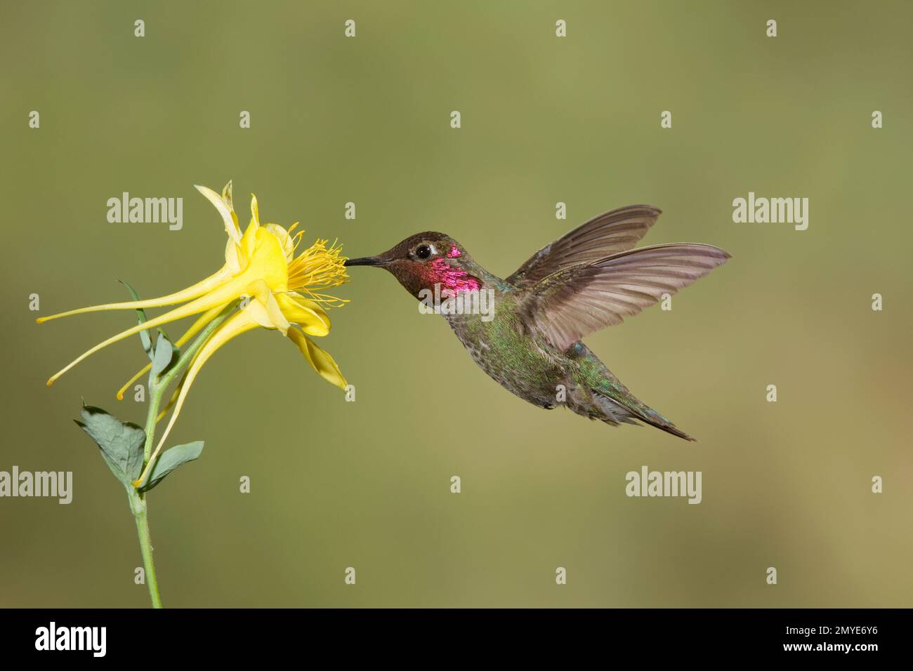 Anna's Hummingbird male, Calypte anna, feeding at yellow columbine ...