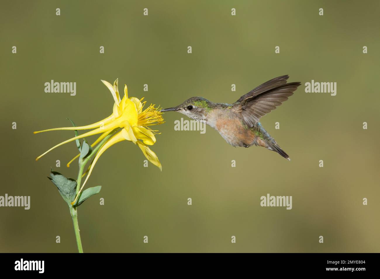 Calliope Hummingbird female, Stellula calliope, feeding at yellow ...