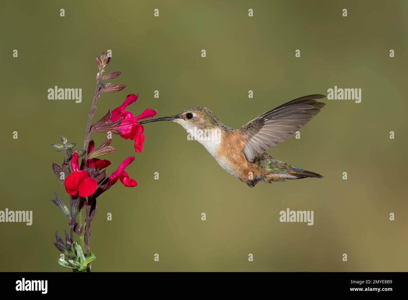 Rufous Hummingbird female, Selasphorus rufus, feeding at Salvia greggii ...