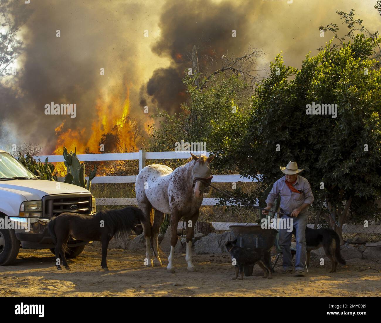Jimmy Romo, 73, leads a horse and other animals from his ranch as a ...