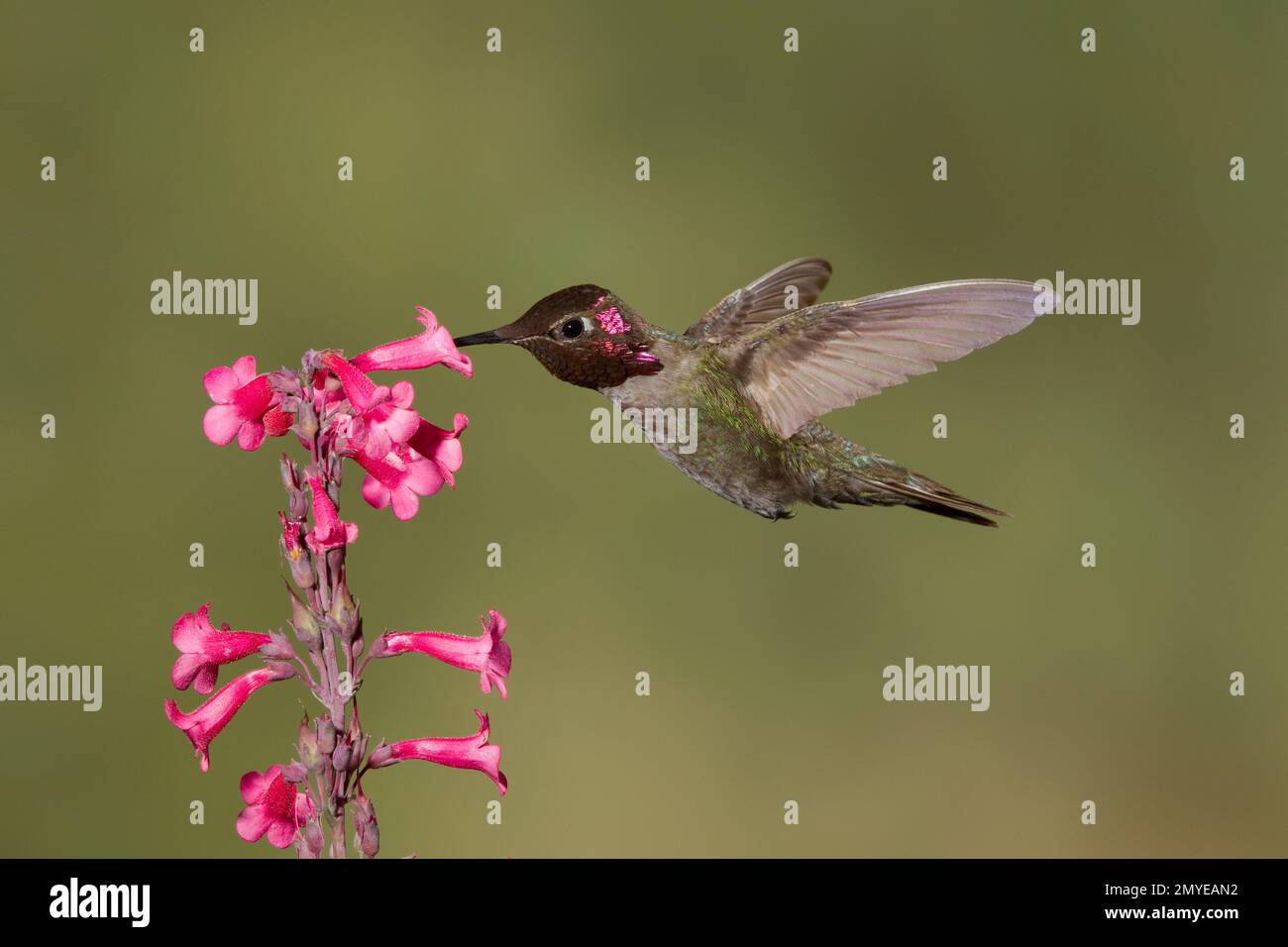 Anna's Hummingbird male, Calypte anna, feeding at Penstemon parryi ...