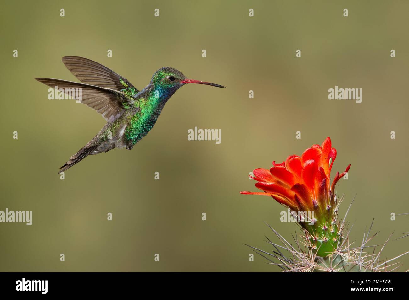 Broad-billed Hummingbird male, Cynanthus latirostris, feeding at claret ...