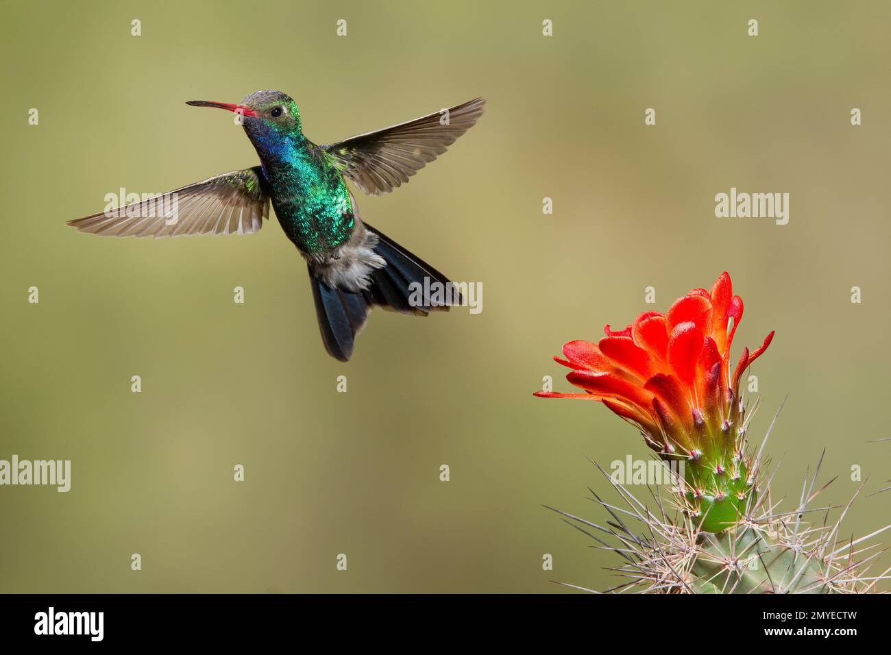 Broad-billed Hummingbird male, Cynanthus latirostris, feeding at claret ...