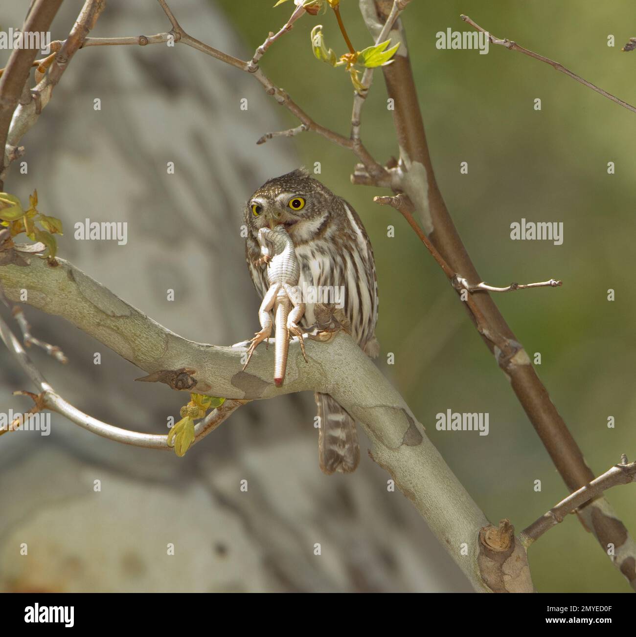 Northern Pygmy-Owl, Glaucidium gnoma, perched in sycamore tree holding ...