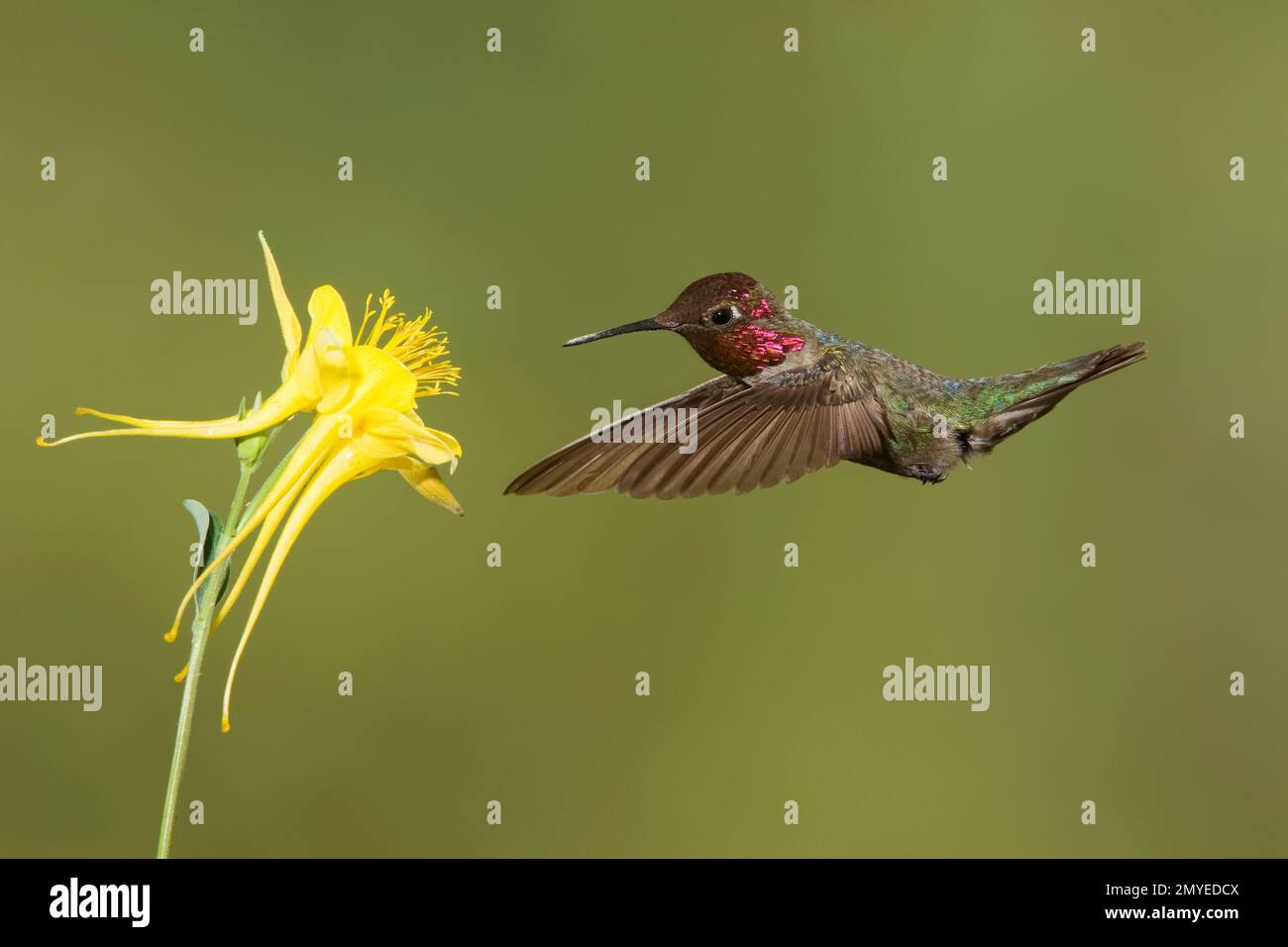 Hummingbird columbine flower hi-res stock photography and images - Alamy