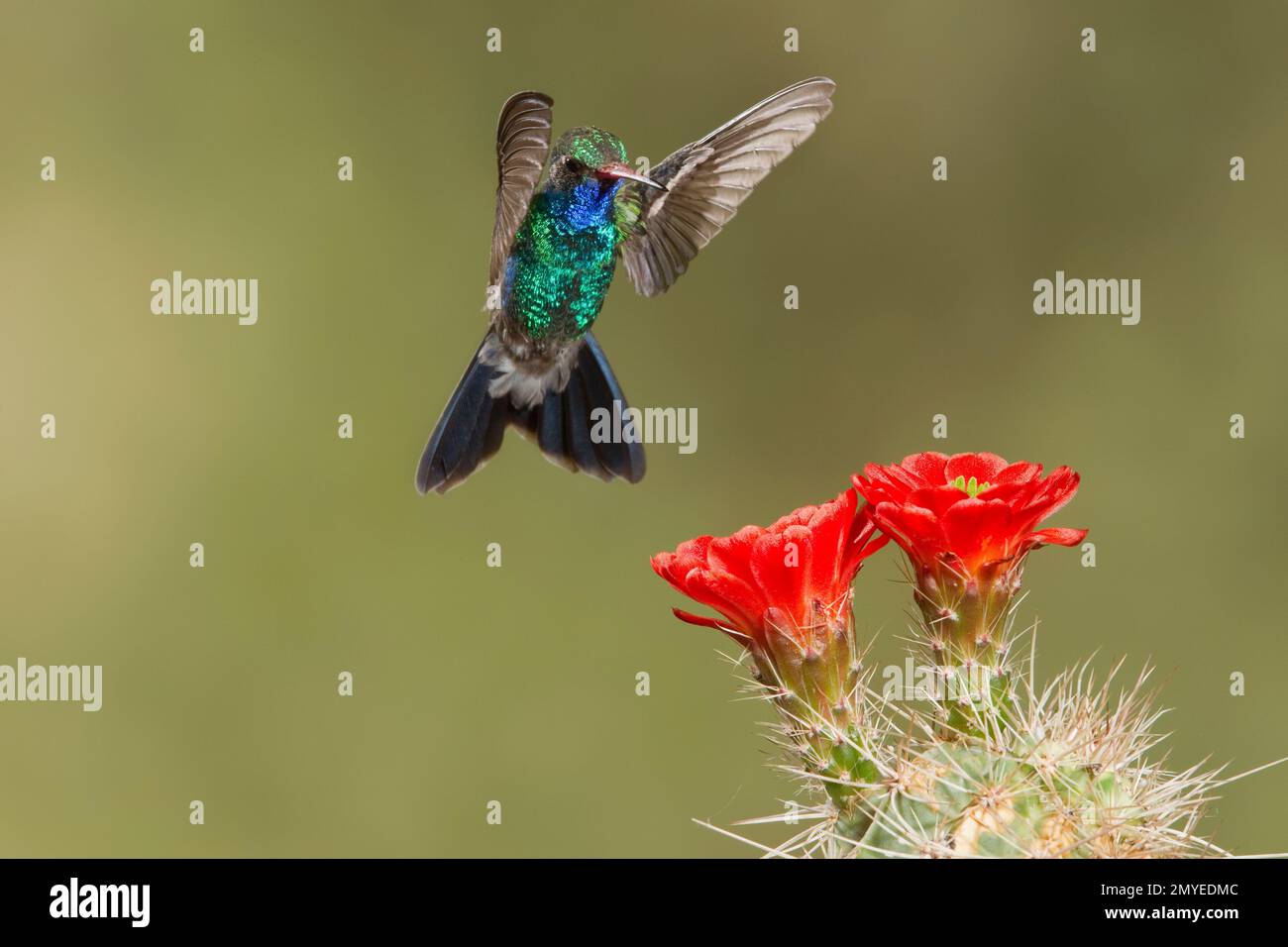 Hummingbird pollination flower hi-res stock photography and images - Alamy