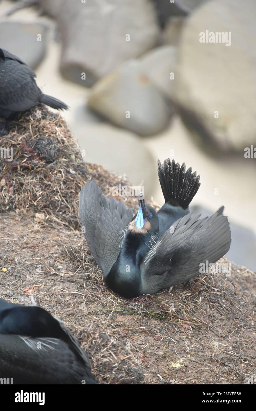 La Jolla, CA. USA. 1/1/2023. La Jolla Cove. Home to California’s Brandt ...