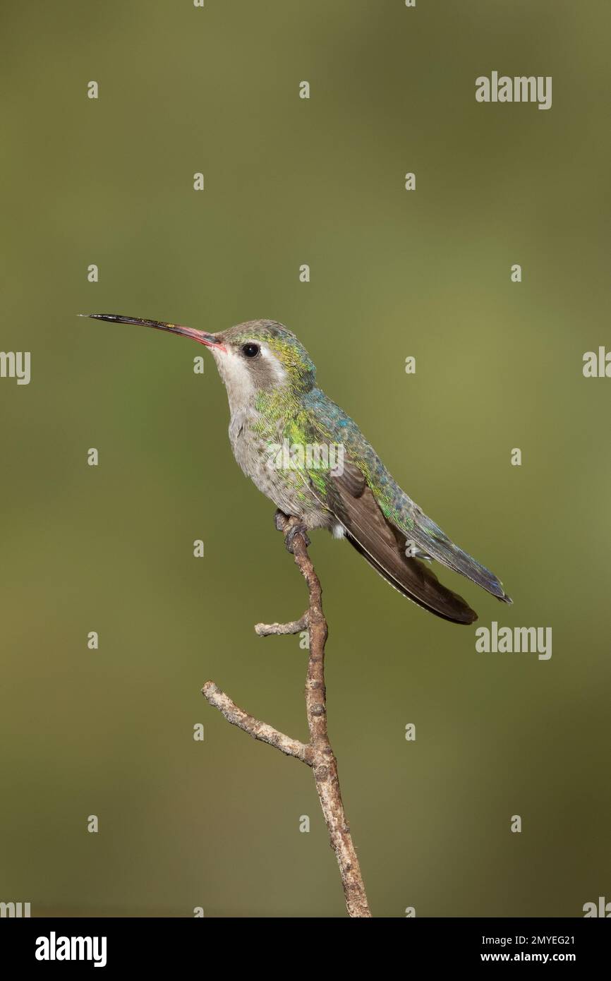 Broad-billed Hummingbird female, Cynanthus latirostris, perched Stock ...
