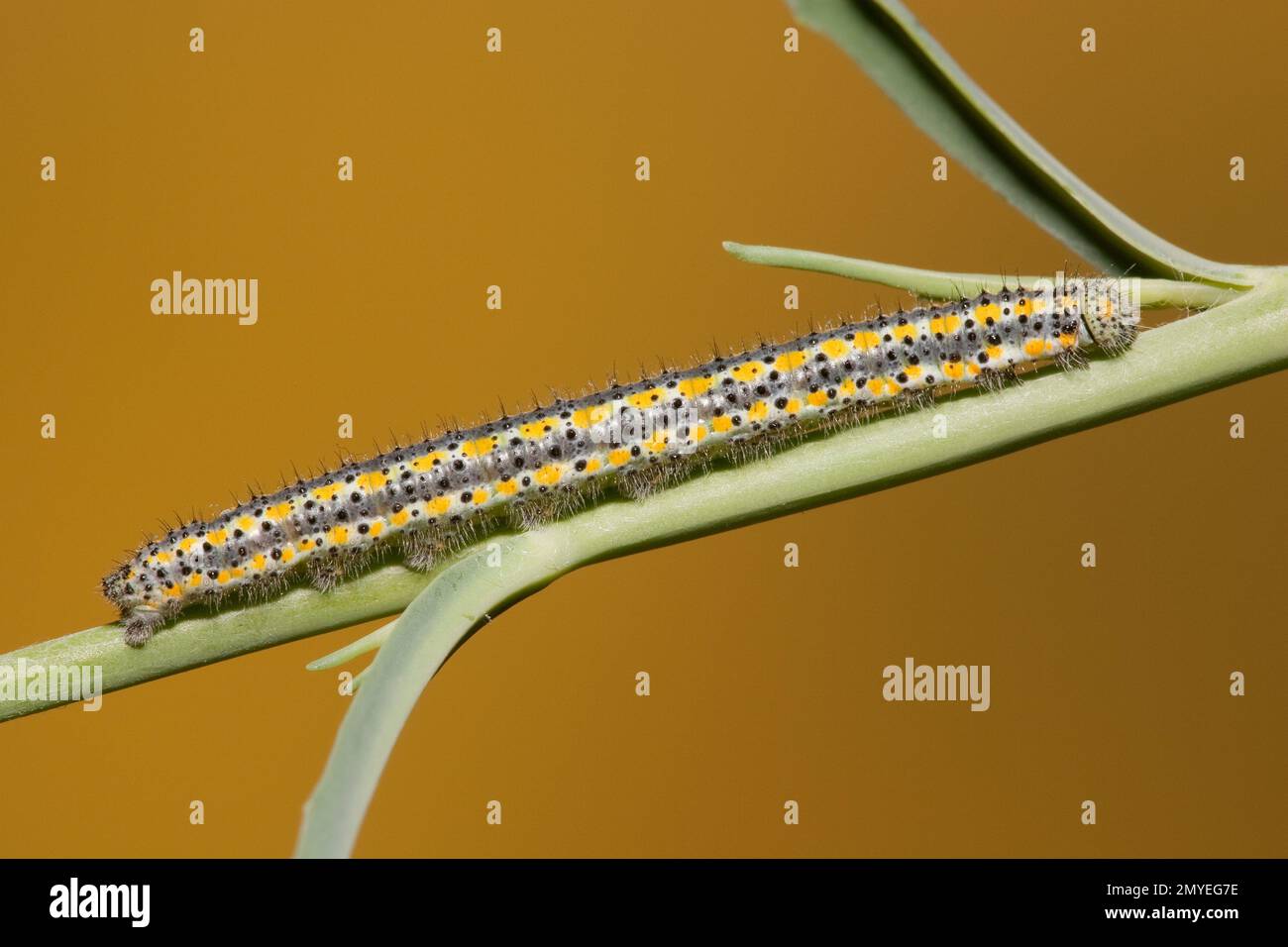 Checkered White Butterfly larva, Pontia protodice, Pieridae. Feeding on ...