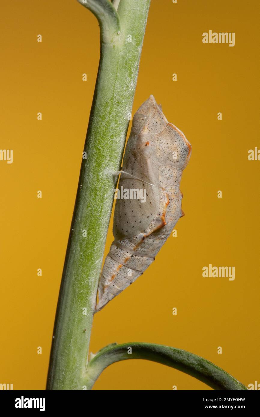 Checkered White Butterfly chrysalis, Pontia protodice, Pieridae. Reared ...