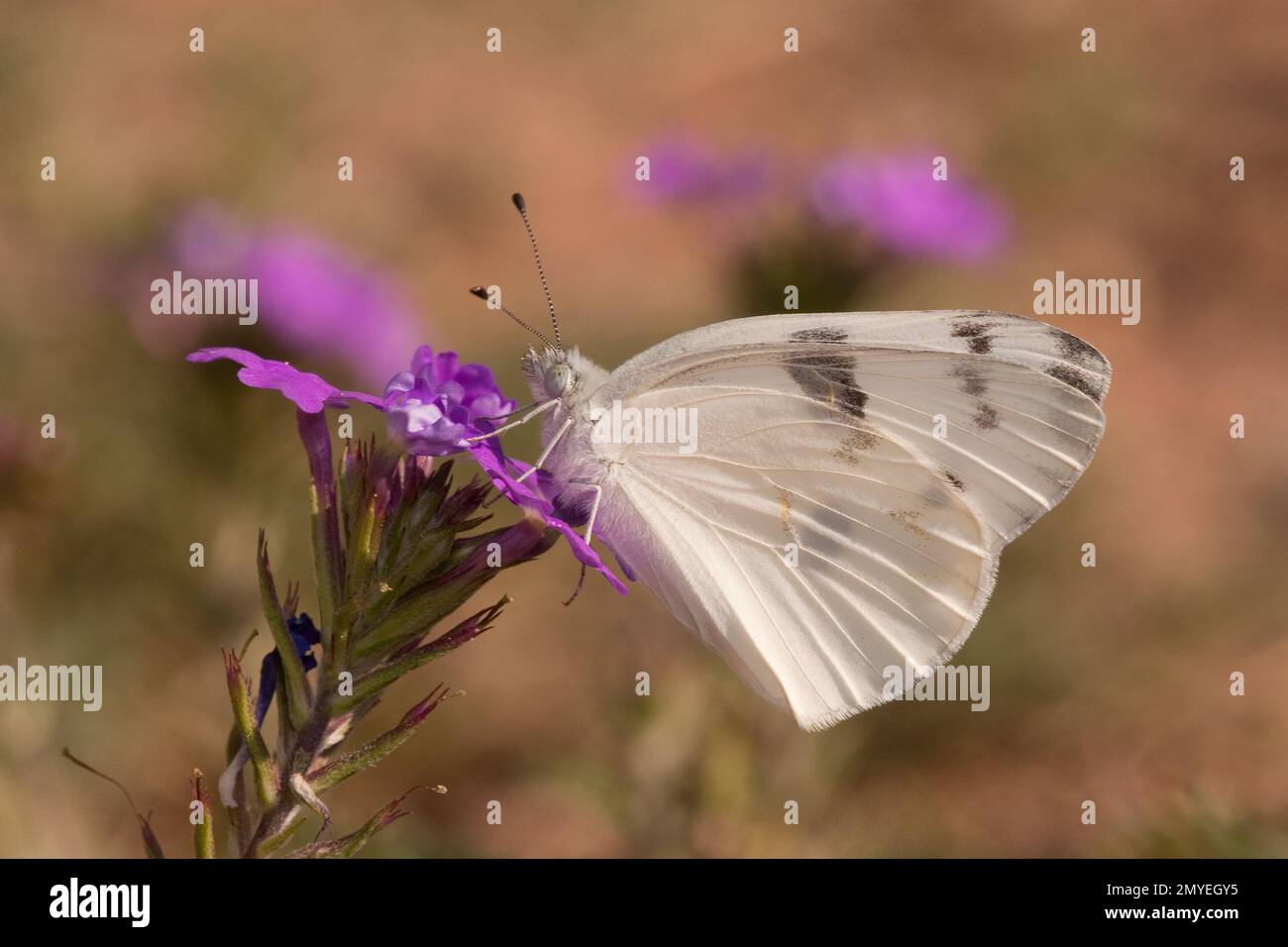 Checkered White Butterfly male, Pontia protodice, Pieridae. Reared from ...