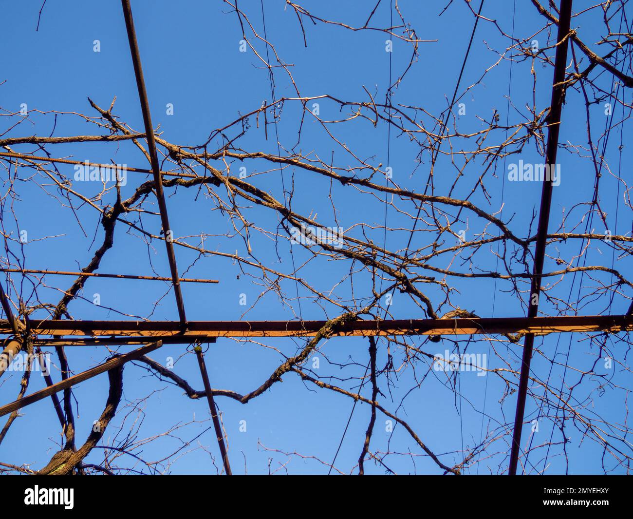 Collecting the vine branches hi-res stock photography and images - Alamy