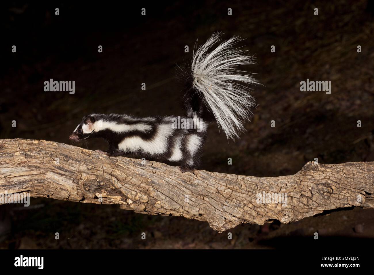 Spotted Skunk