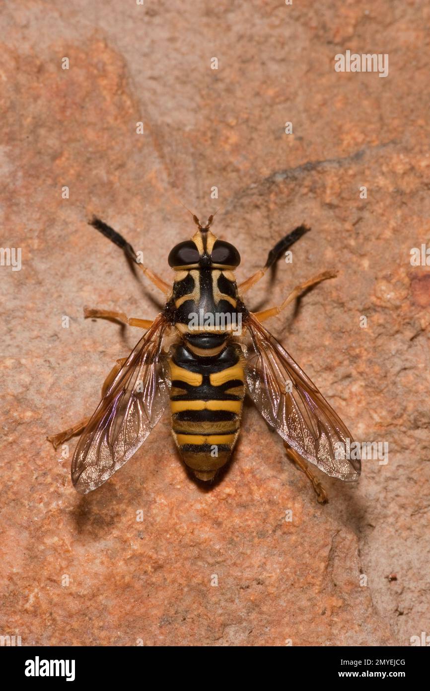Syrphid fly hi-res stock photography and images - Alamy