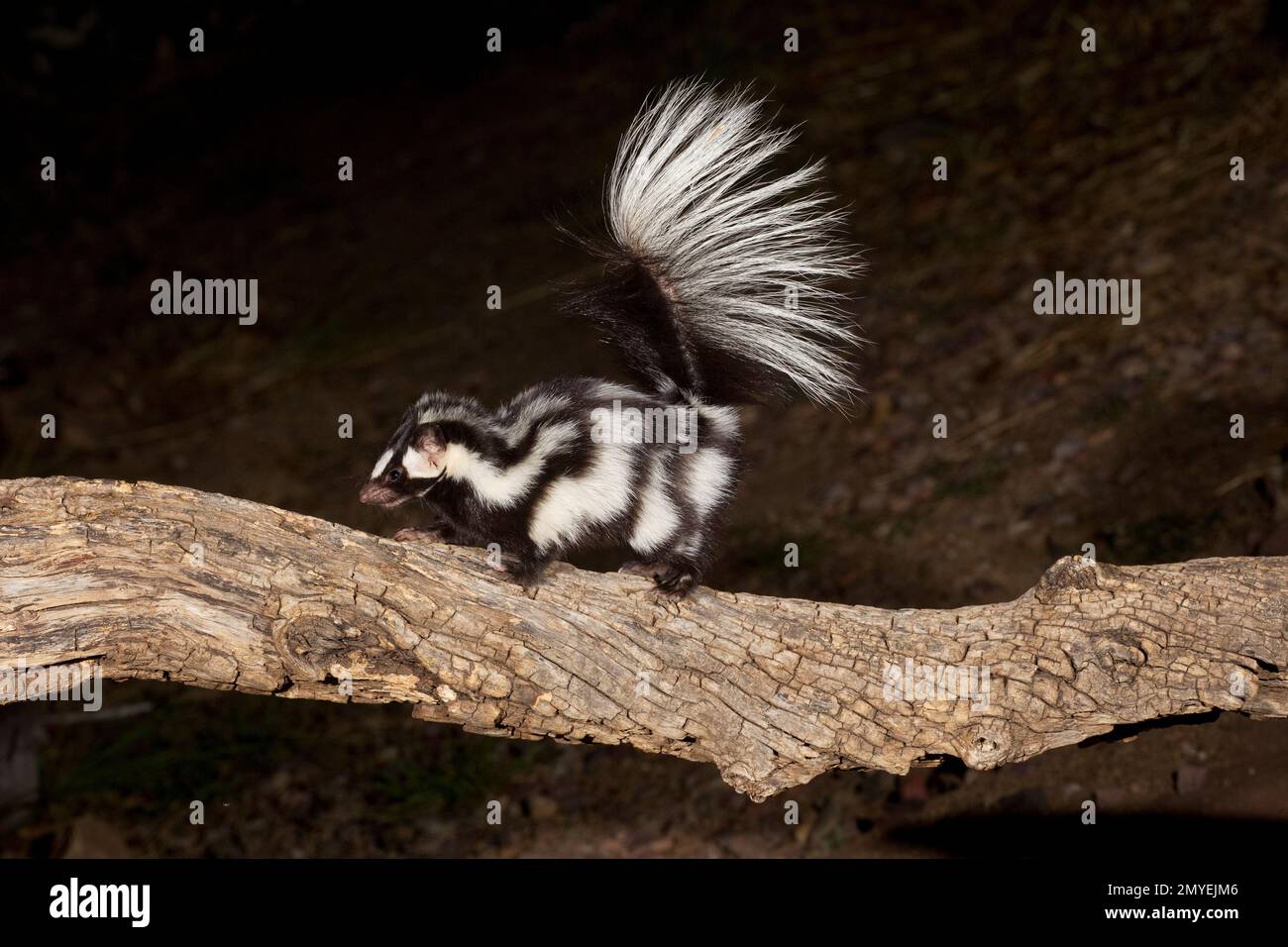 Army Of Spotted Skunk