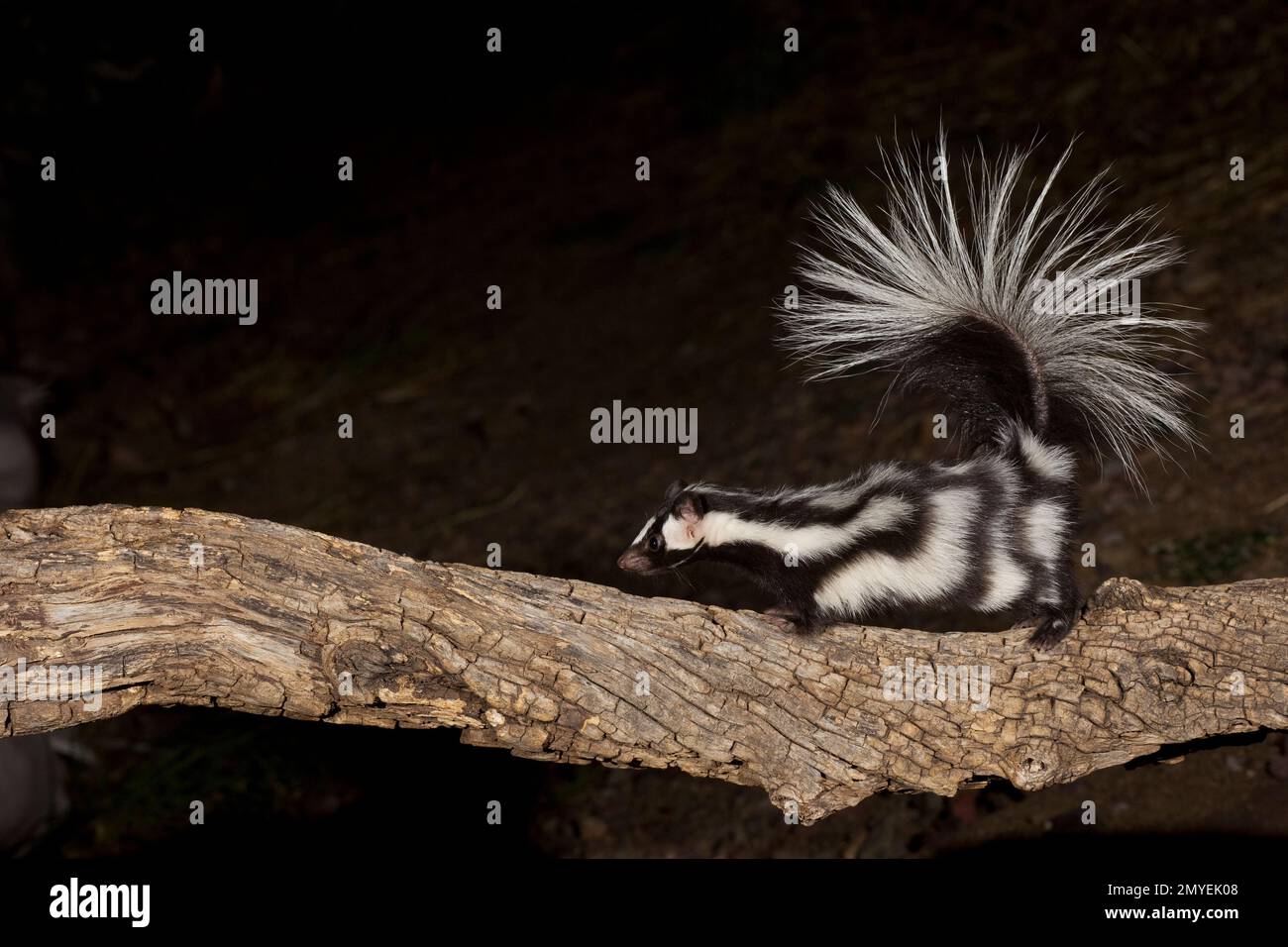 Western Spotted Skunk, Spilogale gracilis, on log Stock Photo - Alamy