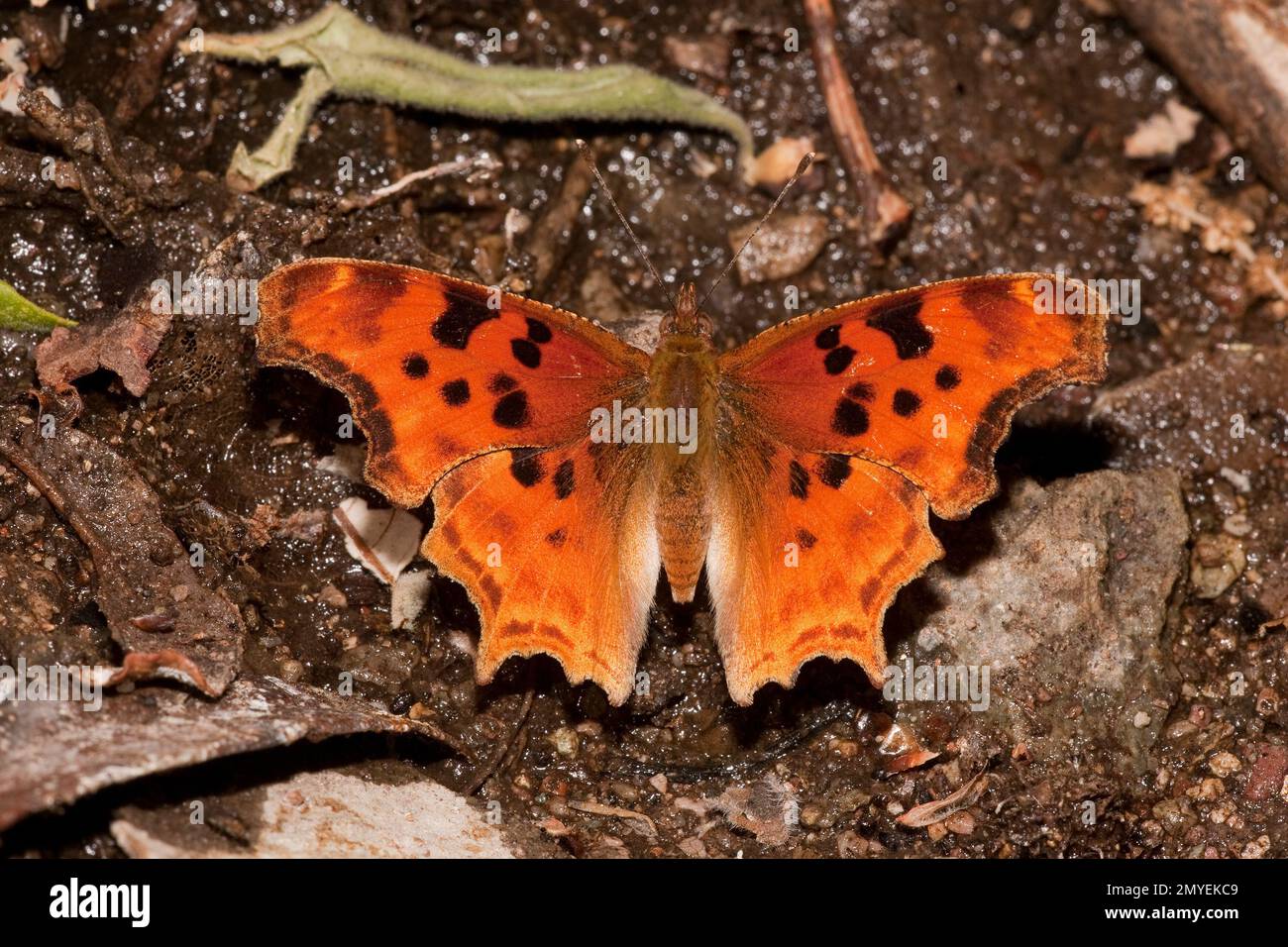 Satyr Comma Butterfly, Polygonia satyrus, Nymphalidae. Dorsal view ...
