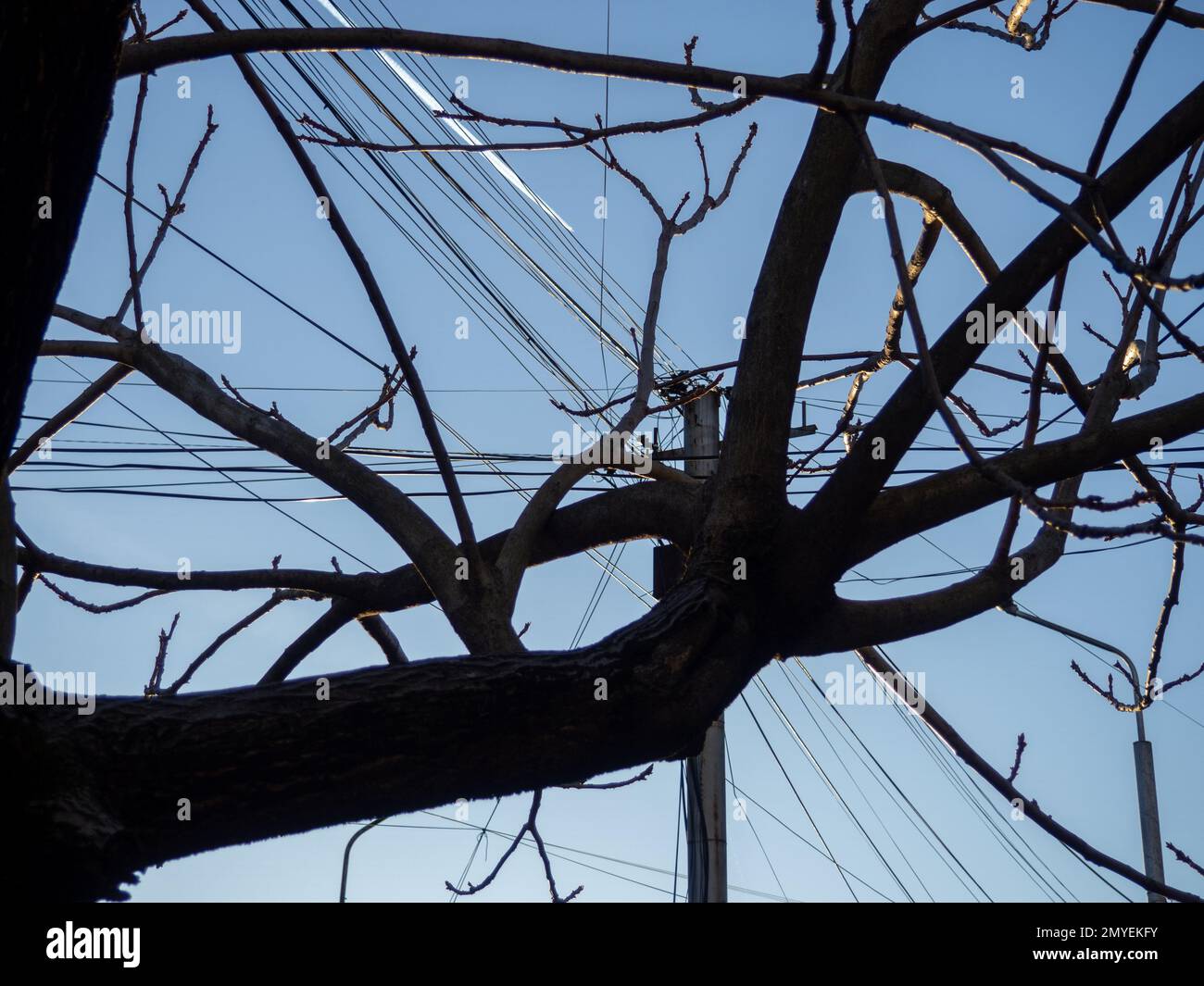 Lots of wires close to the tree. Silhouette of power grids and branches ...