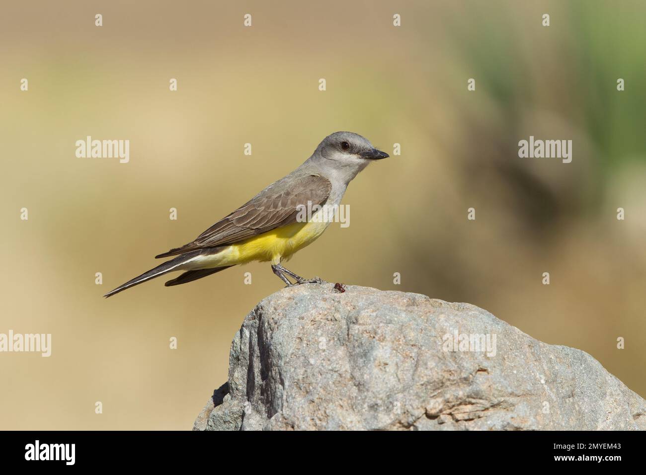 Verticalis hi-res stock photography and images - Alamy