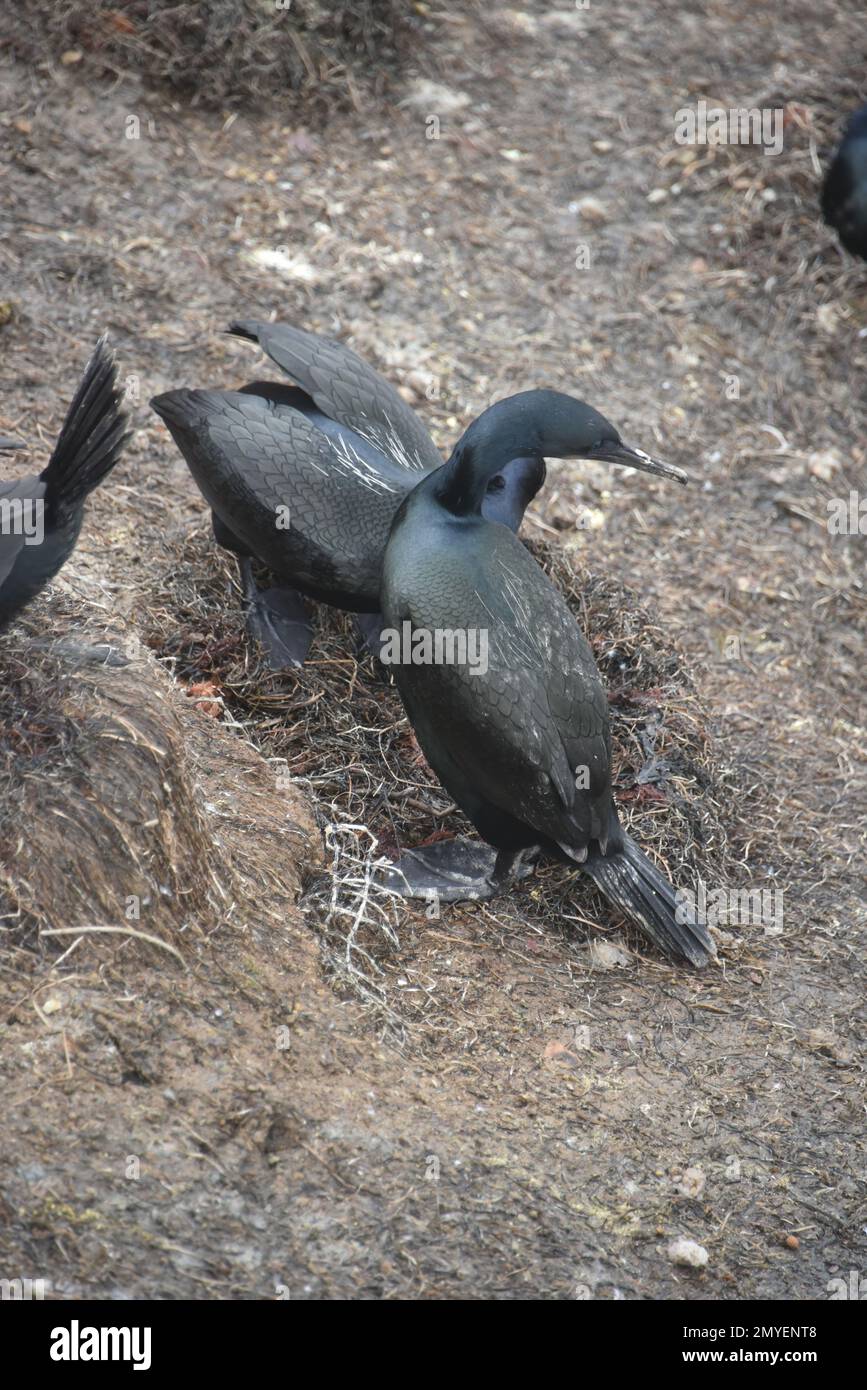 La Jolla, CA. USA. 1/1/2023. La Jolla Cove. Home to California’s Brandt ...