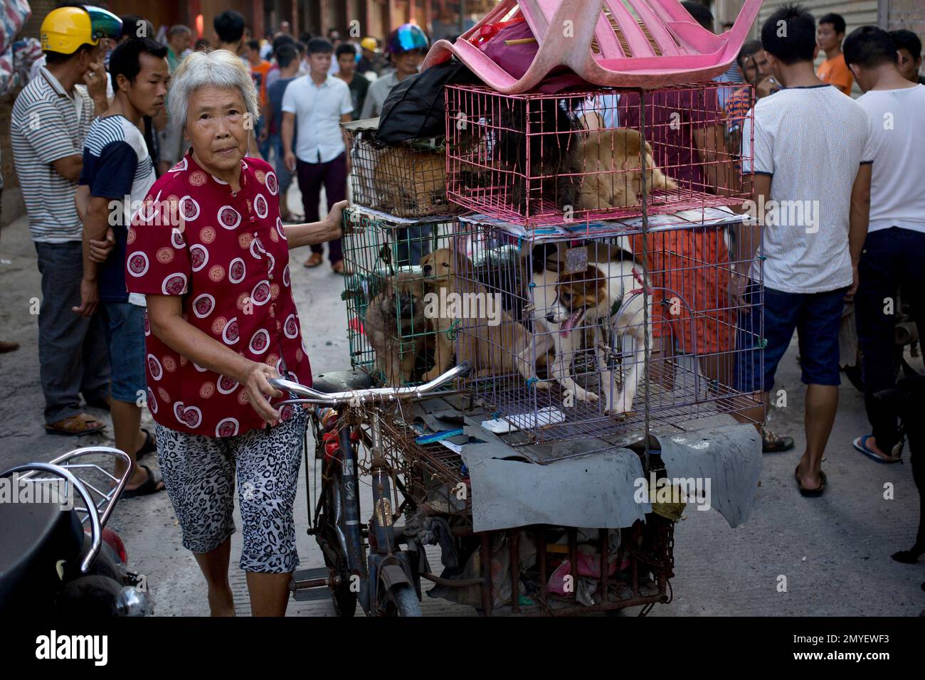 A woman with a load of dogs on her tricycle cart arrives at a market ...