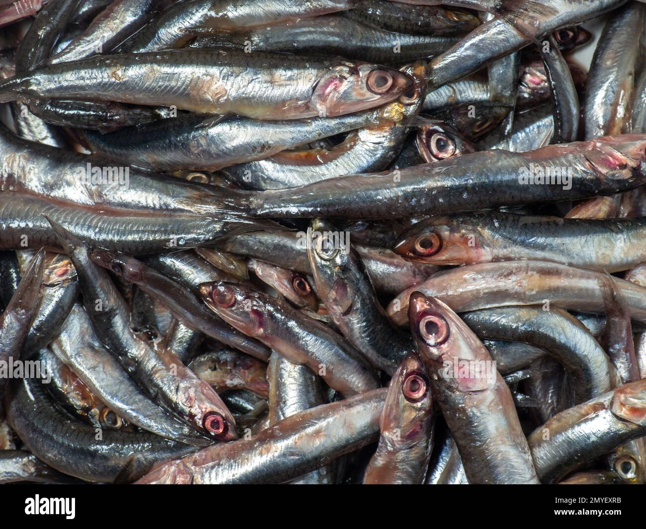 Lots of fresh sprats. Fresh fish concept. Small fishes. Sprat ...