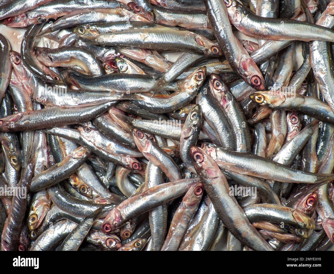 Lots of fresh sprats. Fresh fish concept. Small fishes. Sprat ...