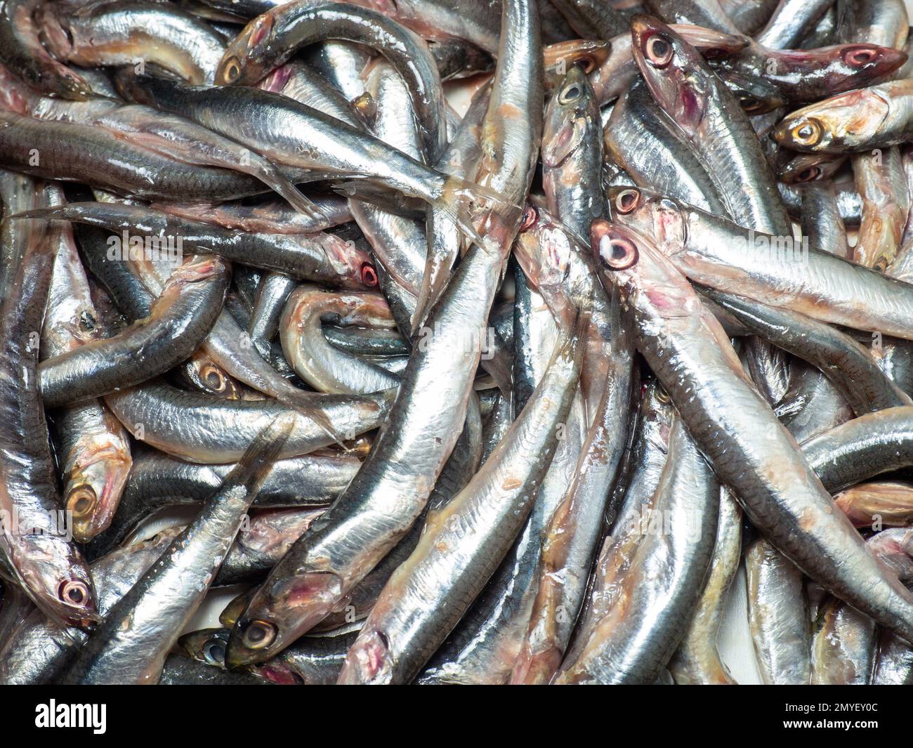 Lots of fresh sprats. Fresh fish concept. Small fishes. Sprat ...