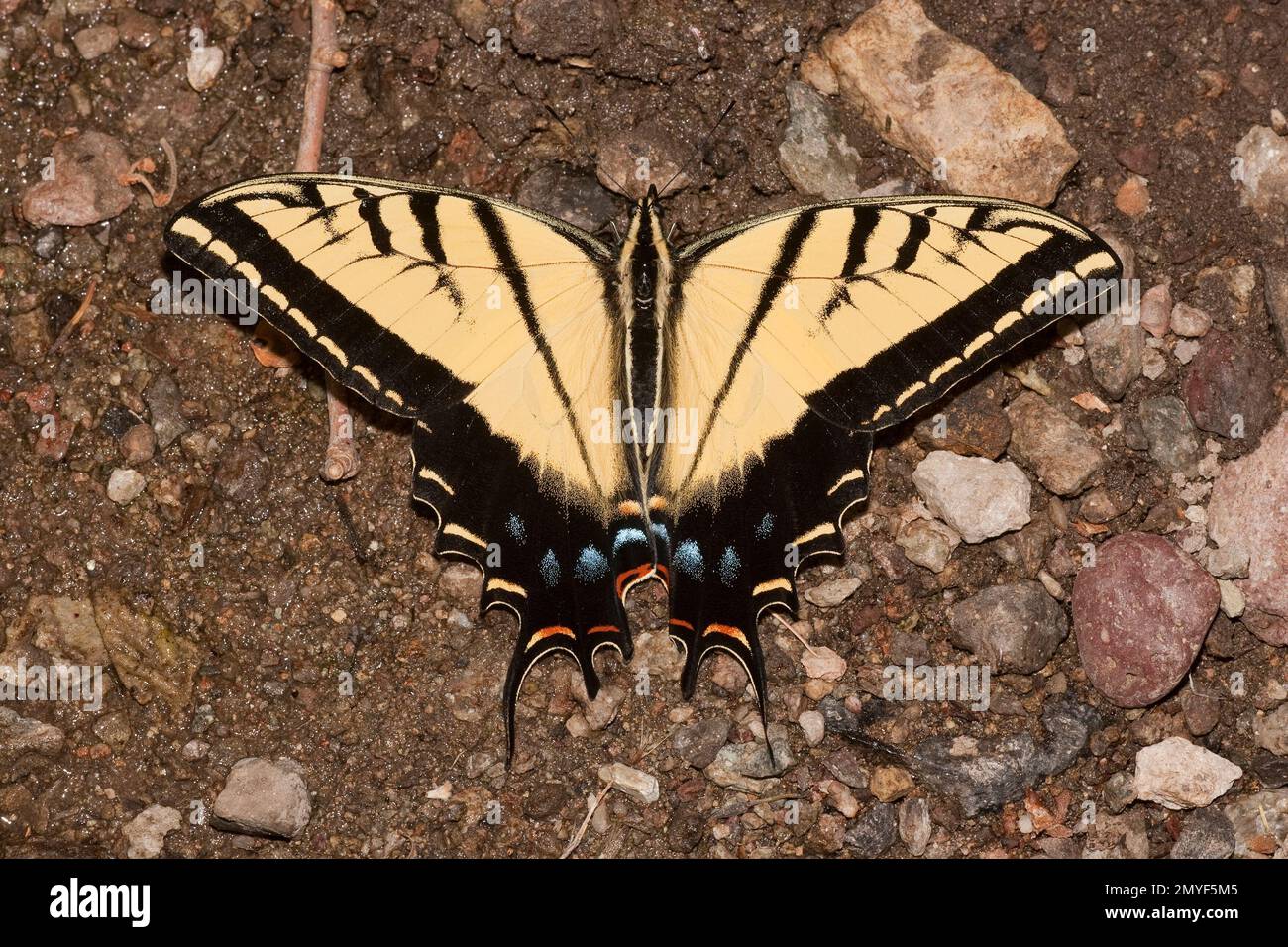 Two tailed merman or mermaid hi-res stock photography and images - Alamy