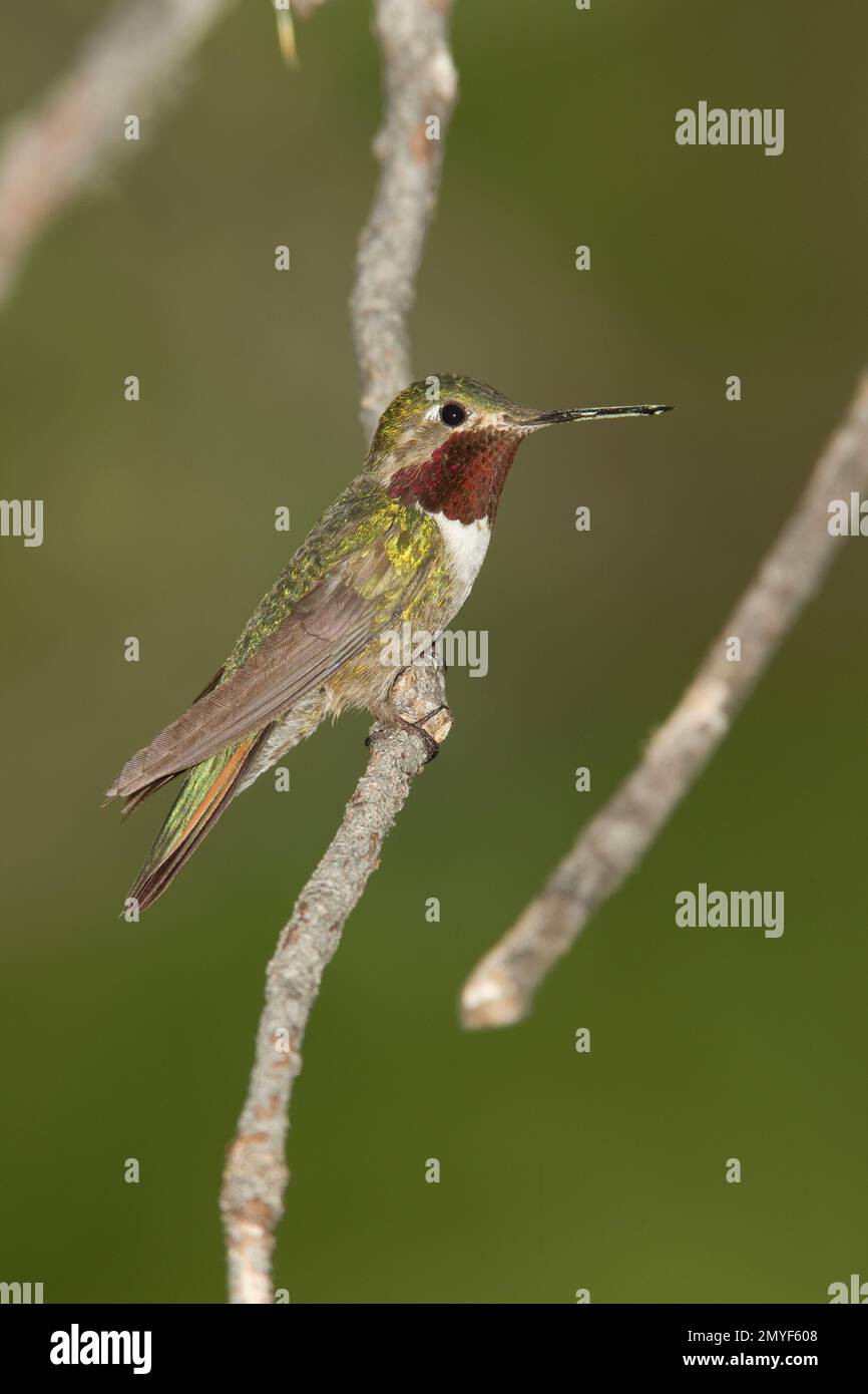 Broad-tailed Hummingbird male, Selasphorus platycercus, perched on twig ...