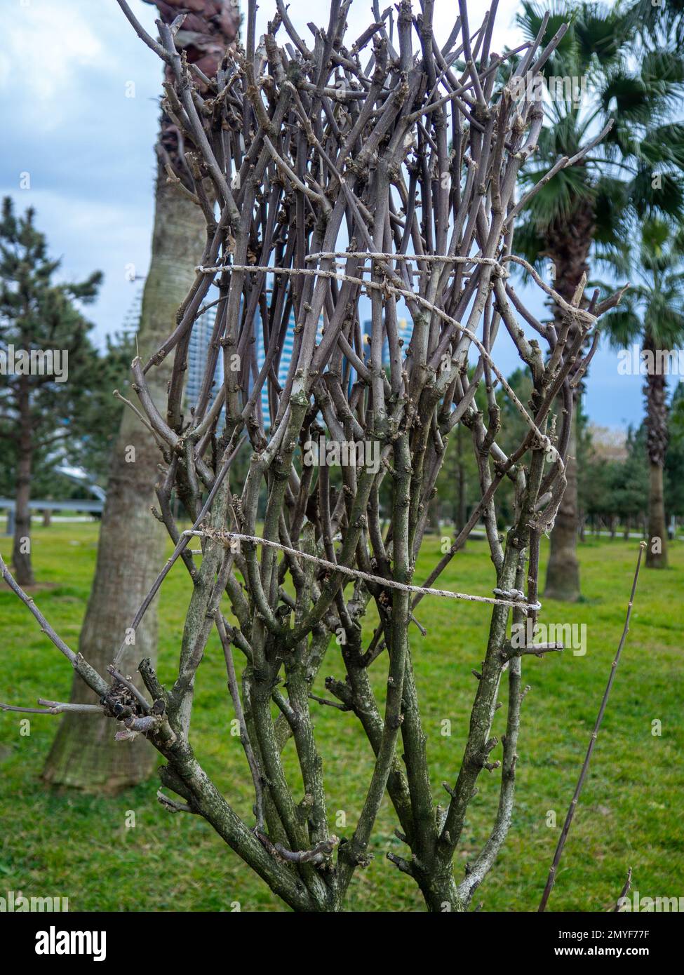 Tied branches of a bush in a park in winter. Resort place. Saving the ...