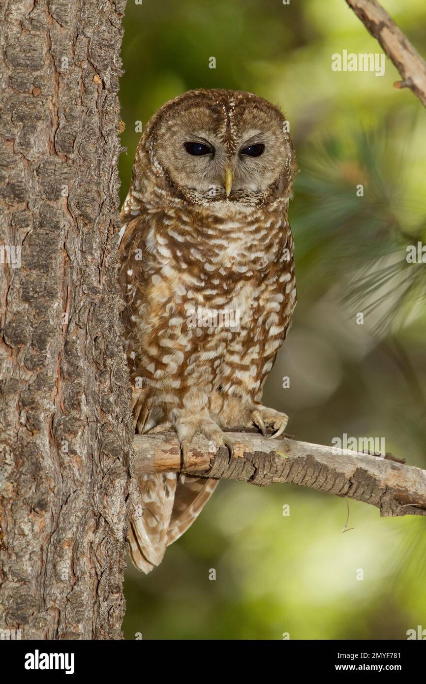 Mexican Spotted Owl male, Strix occidentalis, perched on pine tree limb ...