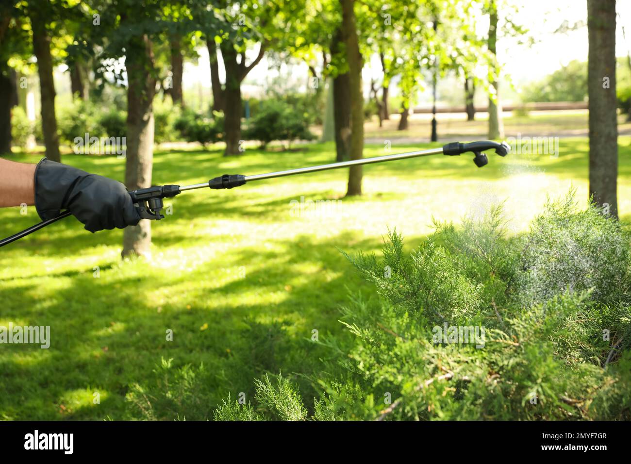 Worker spraying pesticide onto green bush outdoors, closeup. Pest ...