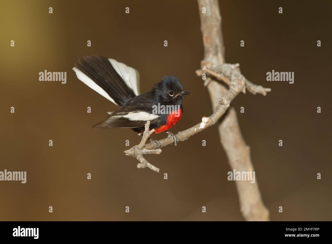 Painted Redstart, Myioborus pictus, with tail fanned, perched on twig ...